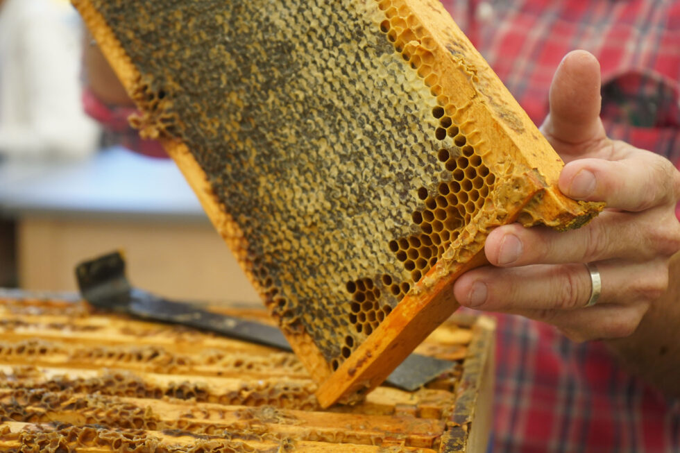 D-E in the Garden | The Apiary as a Site for Learning! | D-E today